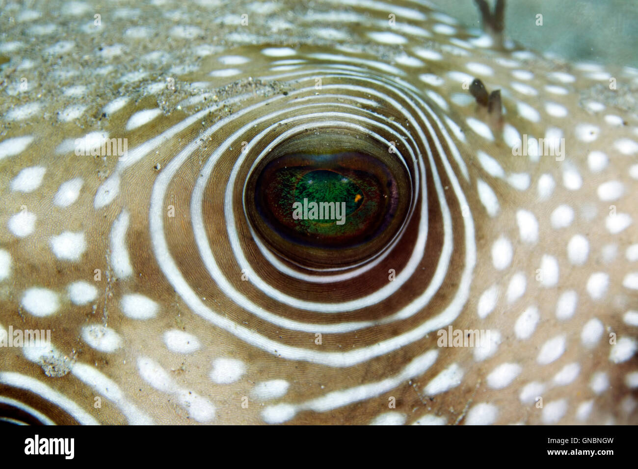 Whitespotted puffer fish hi-res stock photography and images - Alamy