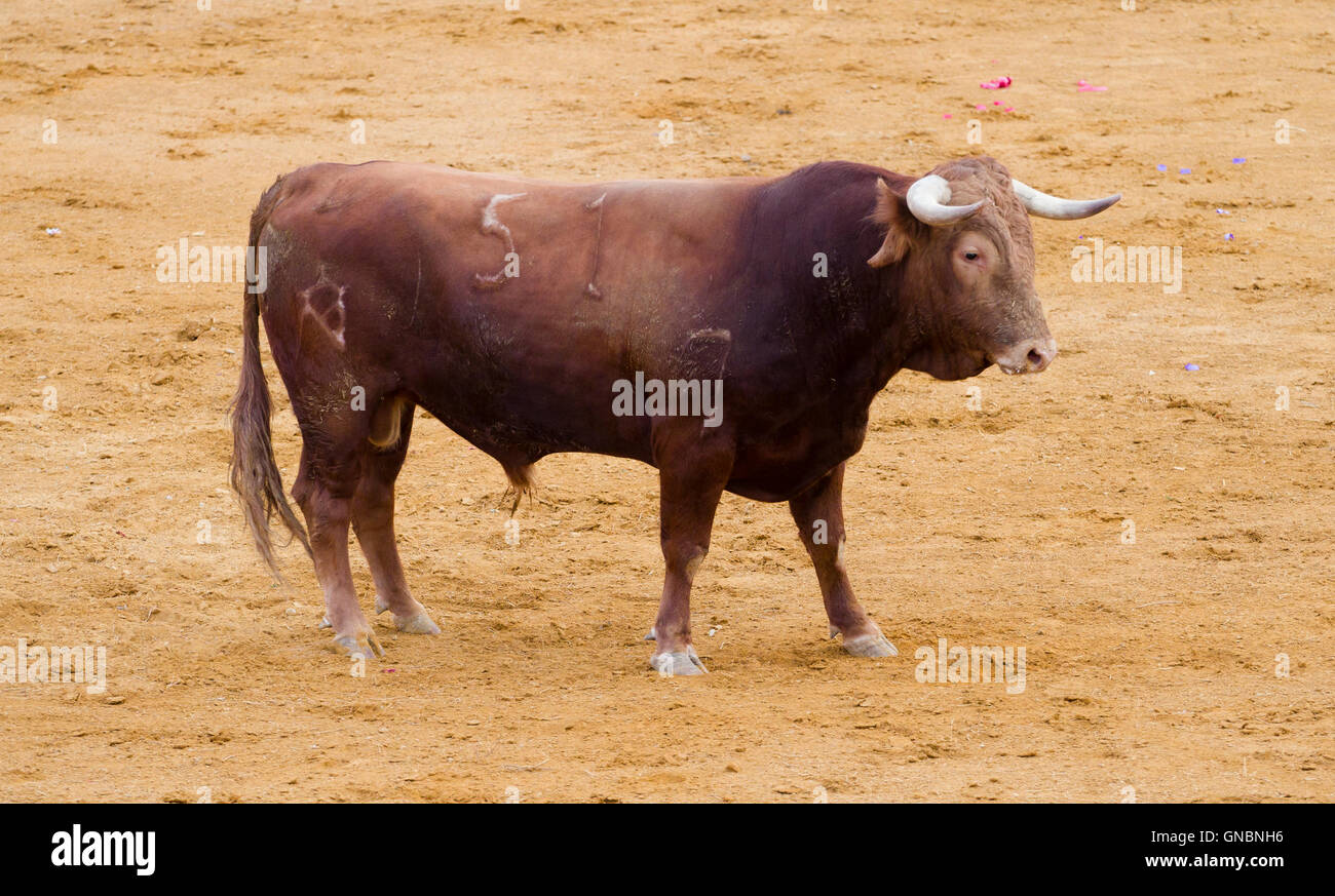 Spain spanish spectacle sport stadium toro torture tradition value ...