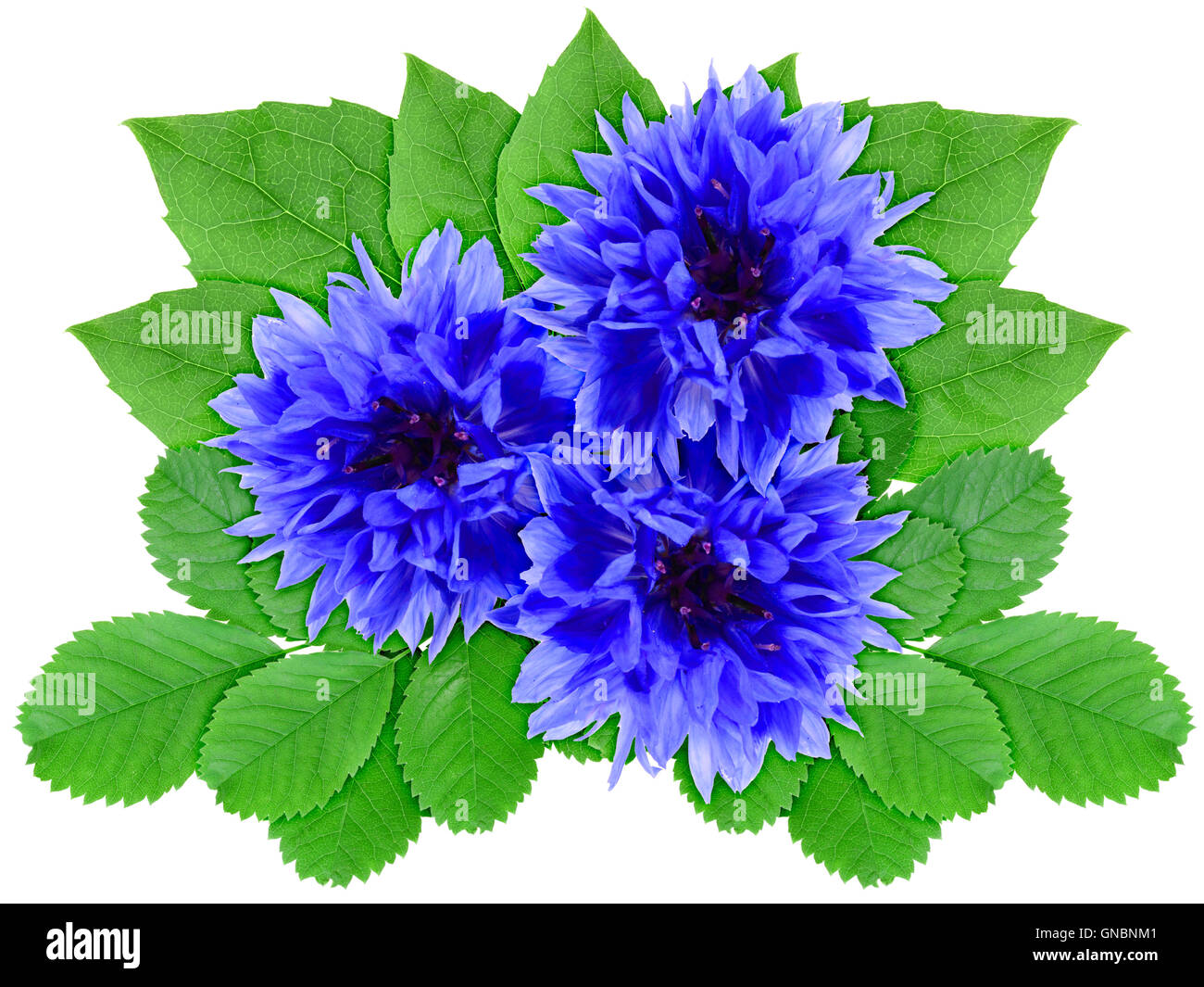 Blue flowers with green leaf Stock Photo - Alamy
