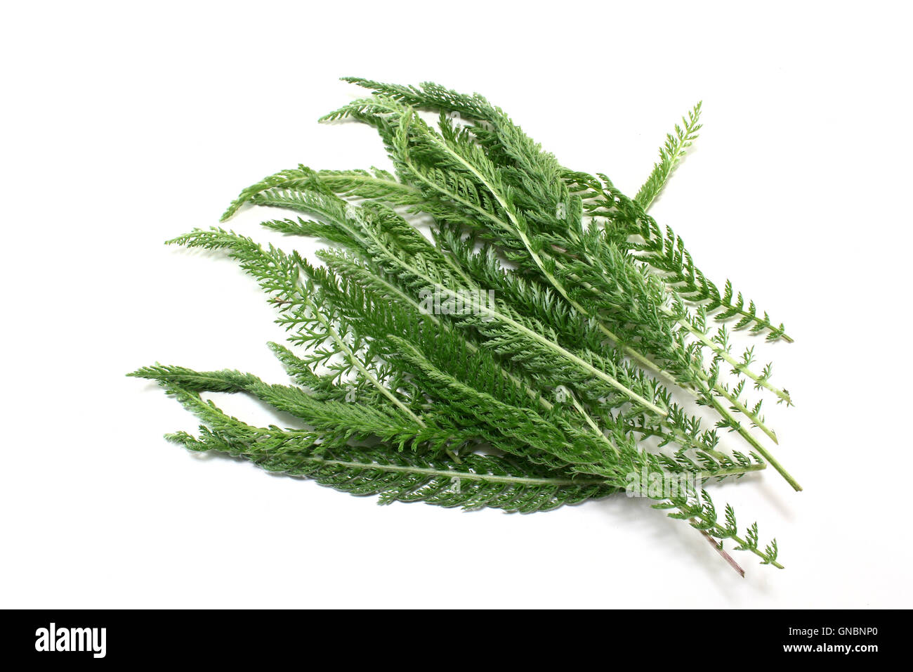 Achillea yarrow Cut Out Stock Images & Pictures - Alamy