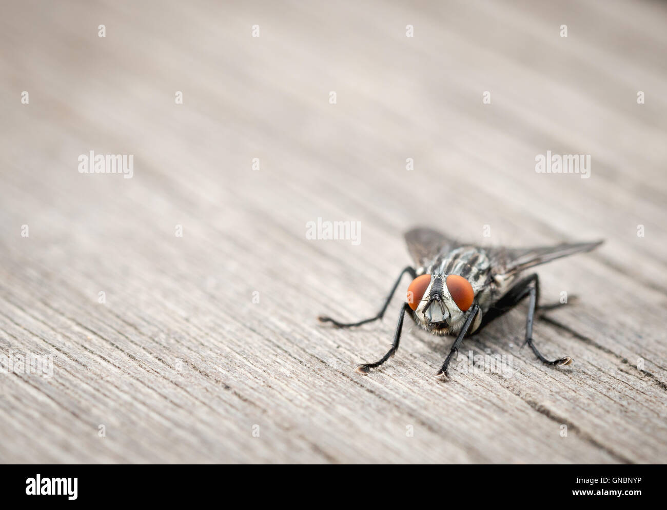 black fly with red eyes, closeup Stock Photo - Alamy