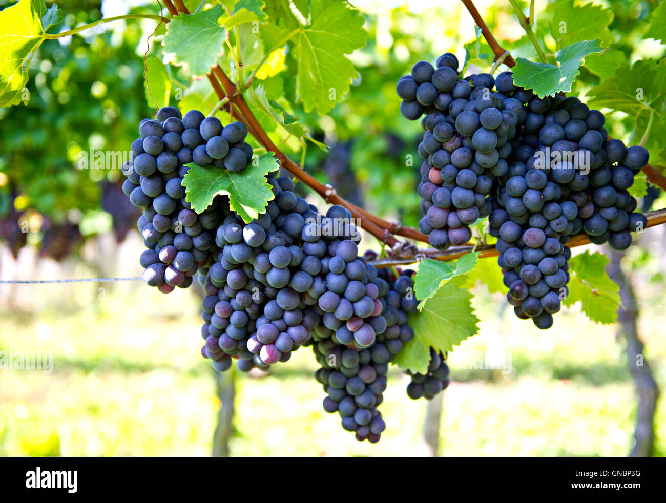 purple red grapes with green leaves Stock Photo - Alamy