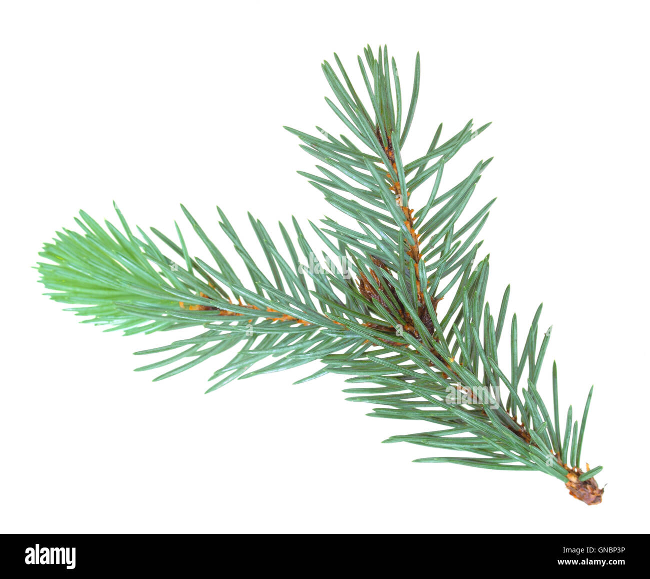 Single pinetree Cut Out Stock Images & Pictures - Alamy
