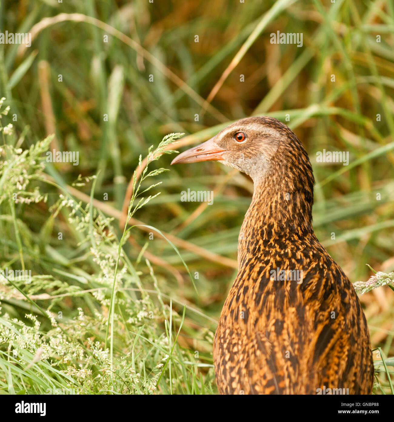 Endemic NZ bird Weka, Gallirallus australis Stock Photo - Alamy