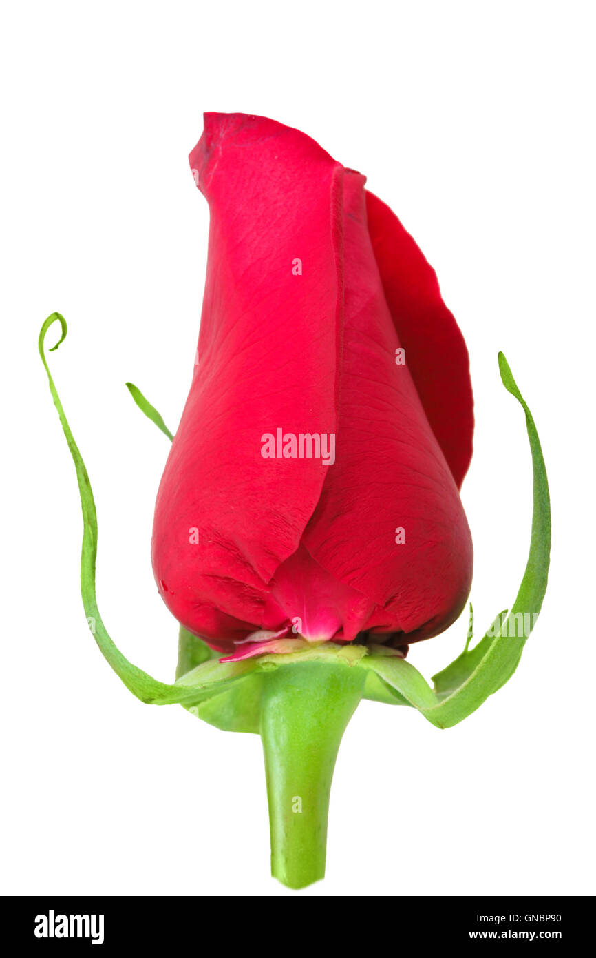 Bud-flower of rose Stock Photo - Alamy