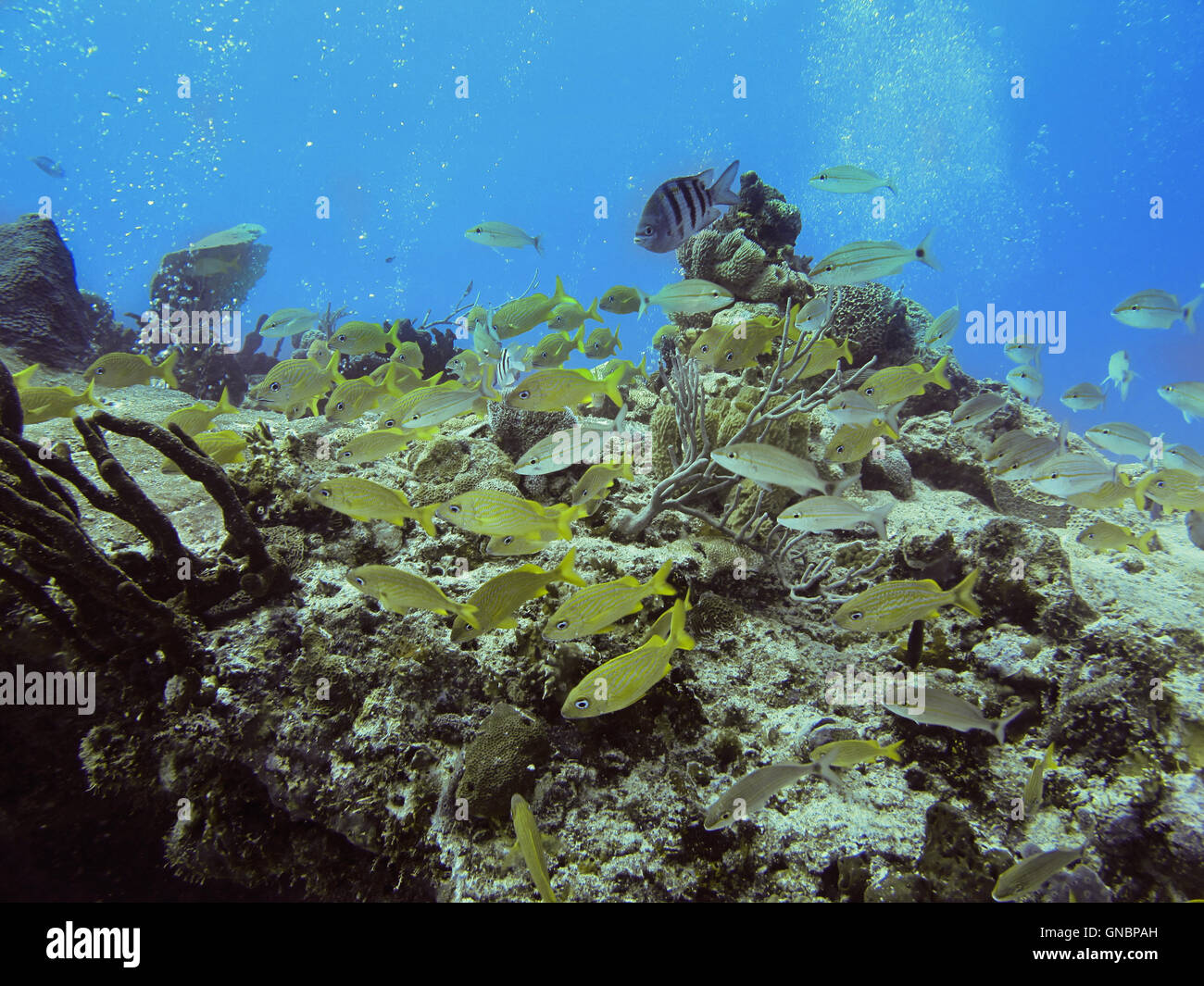 French grunt fish atlantic ocean hi-res stock photography and images ...