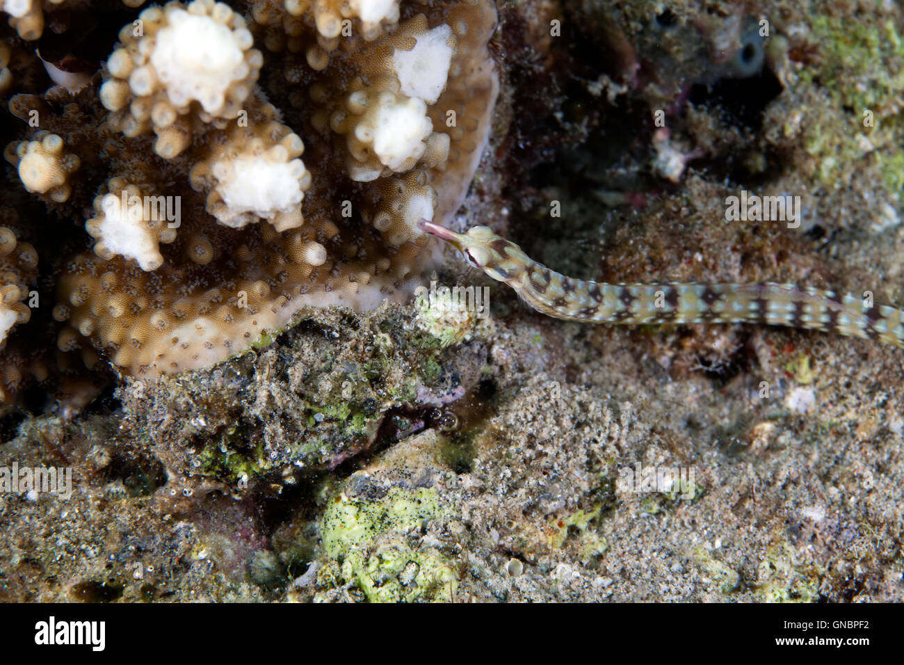 Guilded pipefish (corythoichthys cf.schultzi) in the Red Sea Stock ...