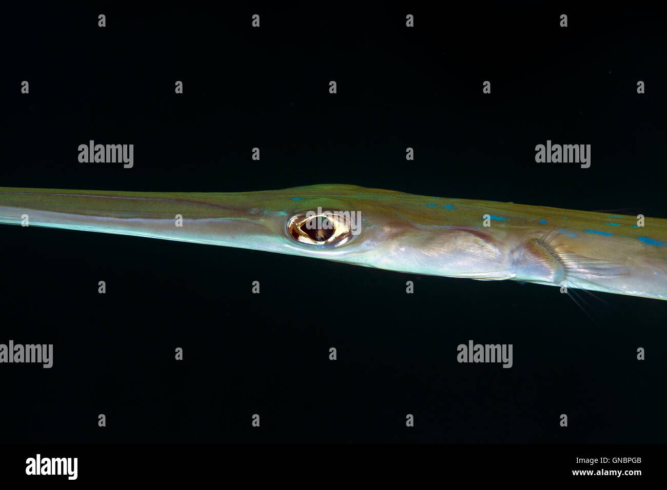 Needlefish close-up in the Red Sea Stock Photo - Alamy