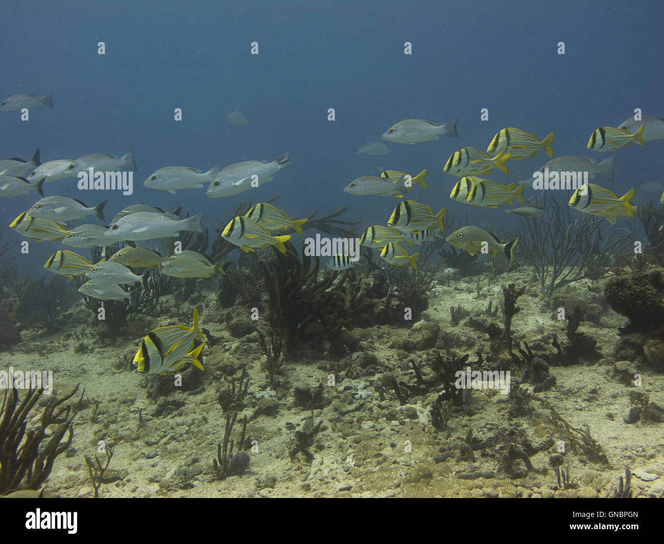 Fish traffic hi-res stock photography and images - Alamy