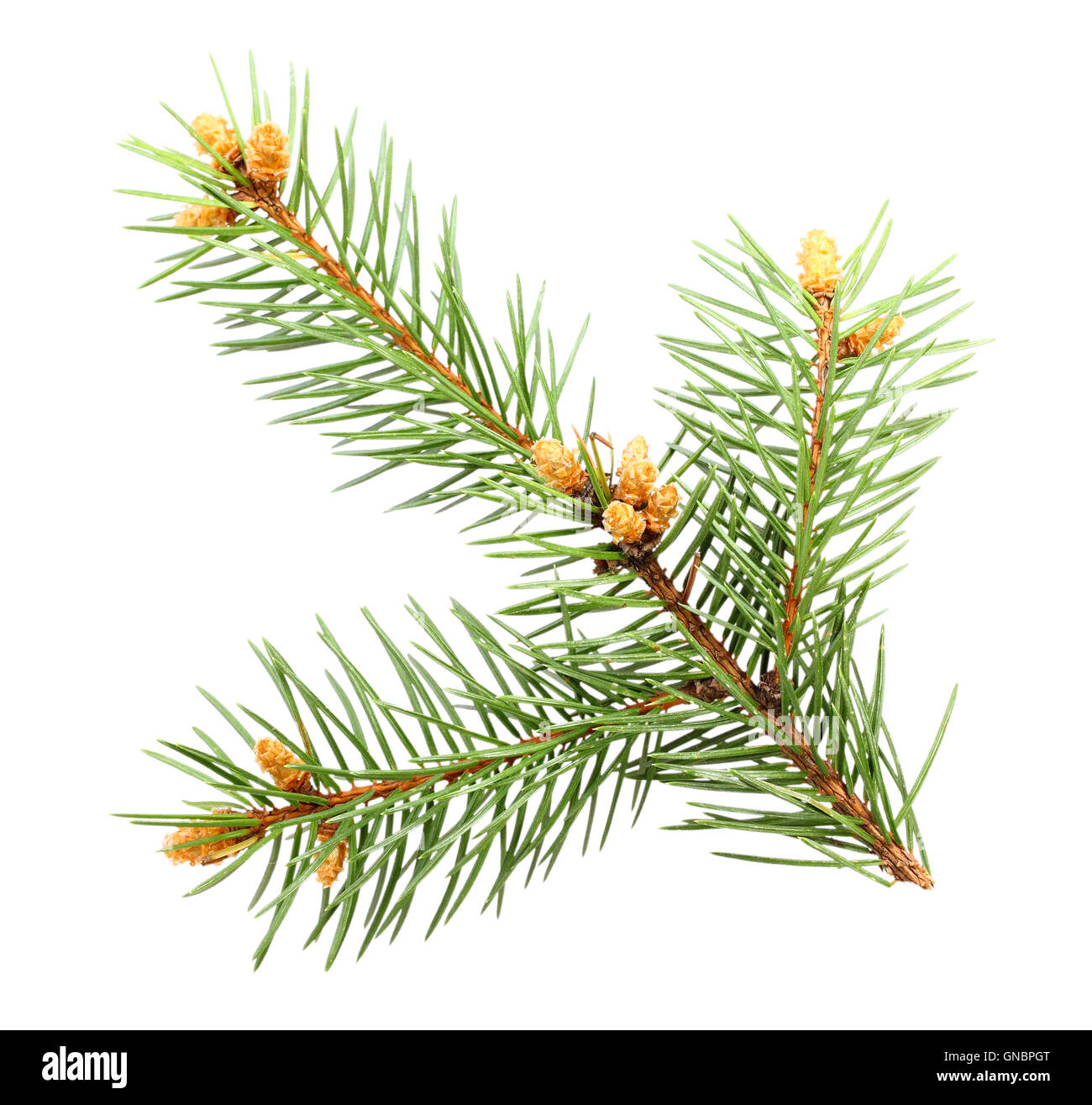 Single green branch of fur-tree Stock Photo - Alamy
