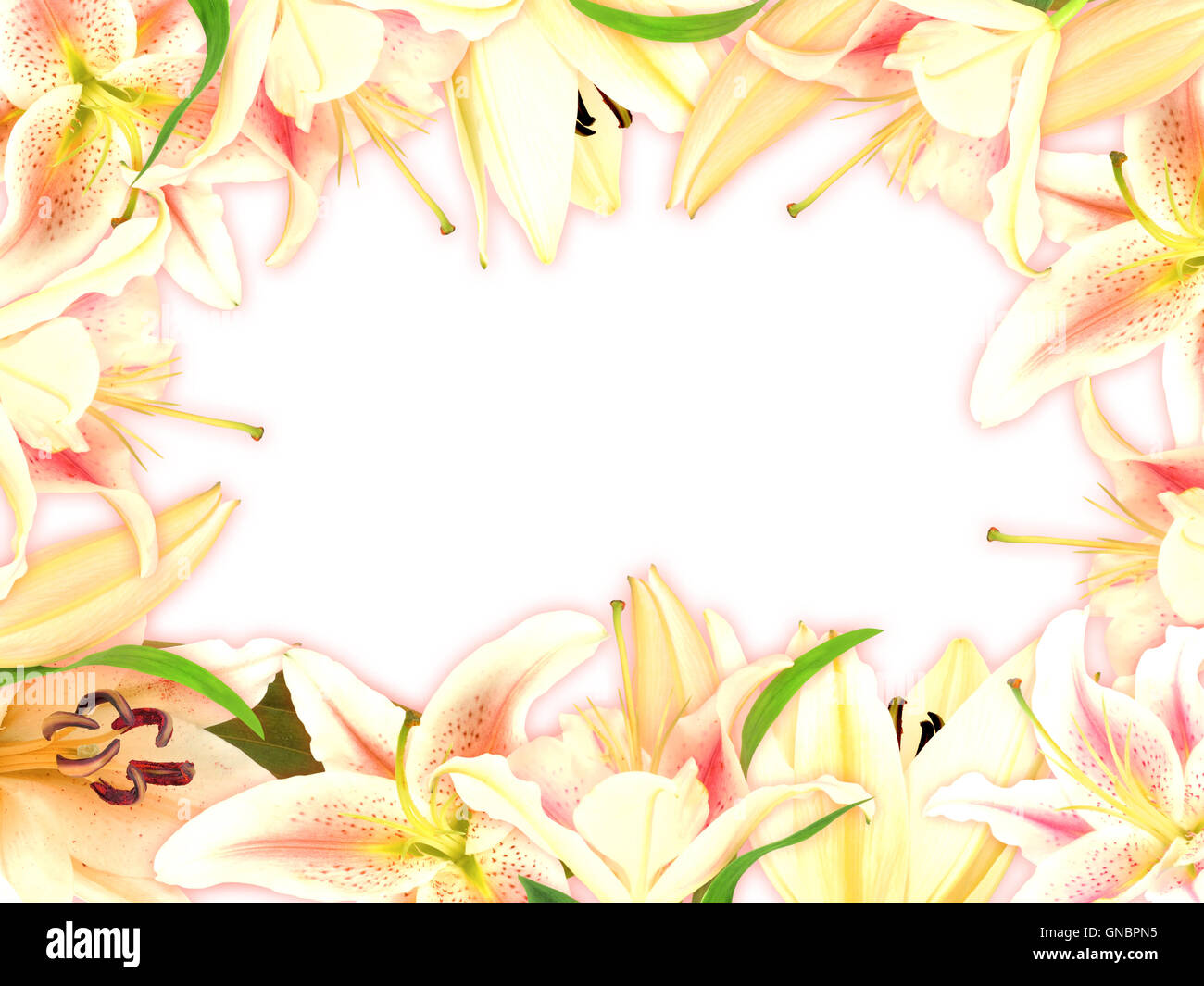 Floral frame with lily flowers and green leaf Stock Photo - Alamy