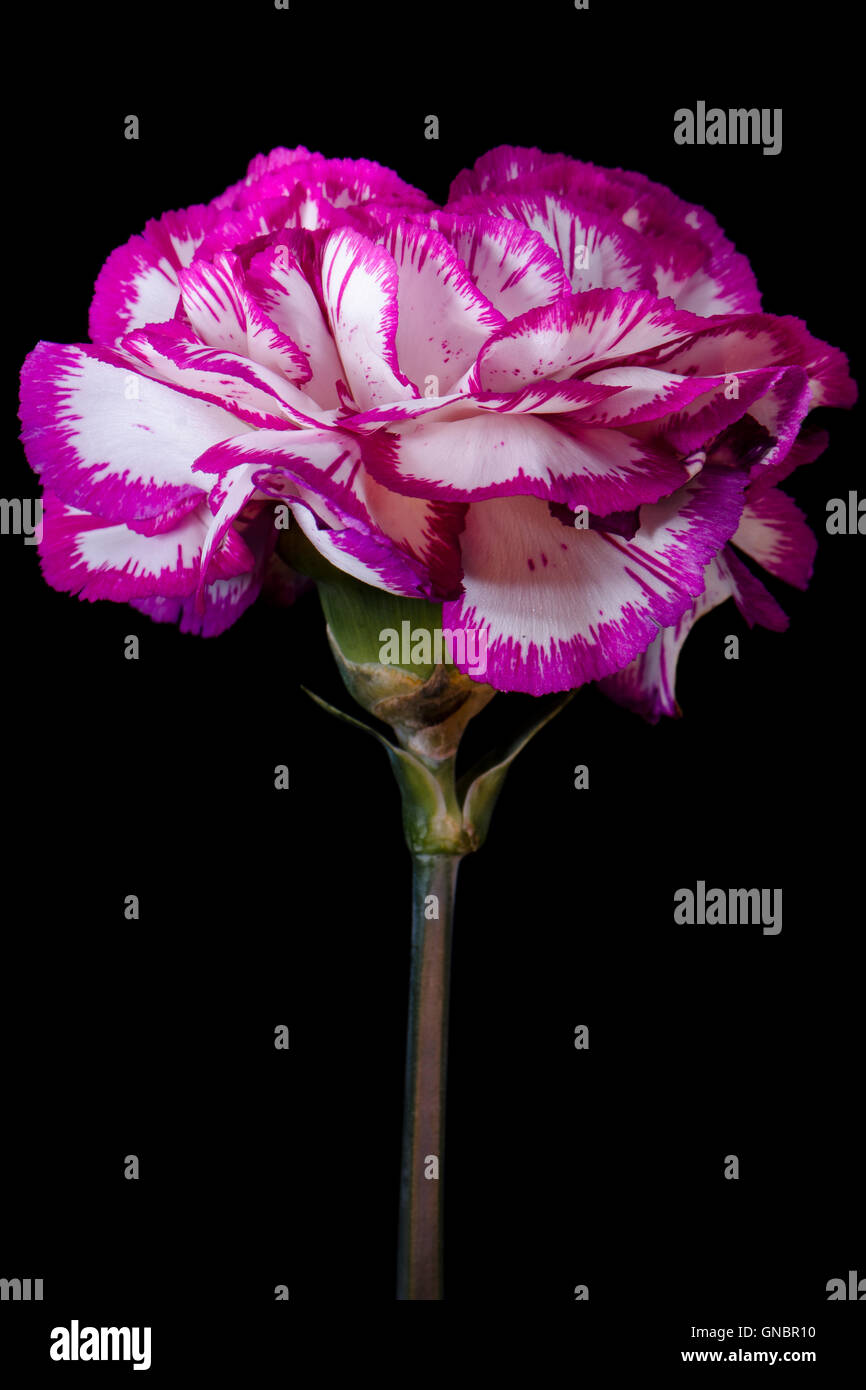 Carnation leaves hi-res stock photography and images - Alamy