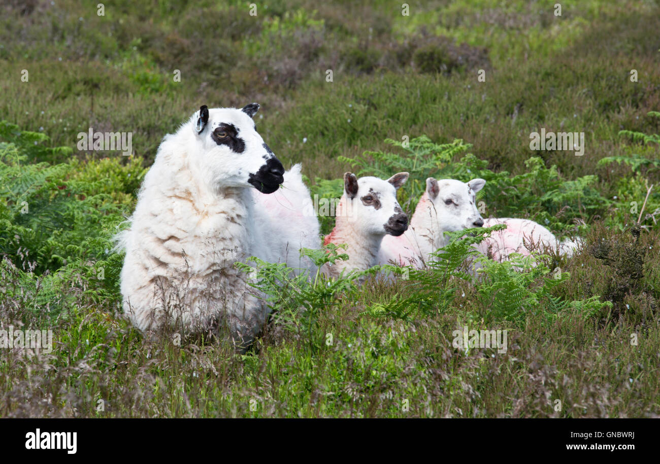 Lambs england hi-res stock photography and images - Alamy