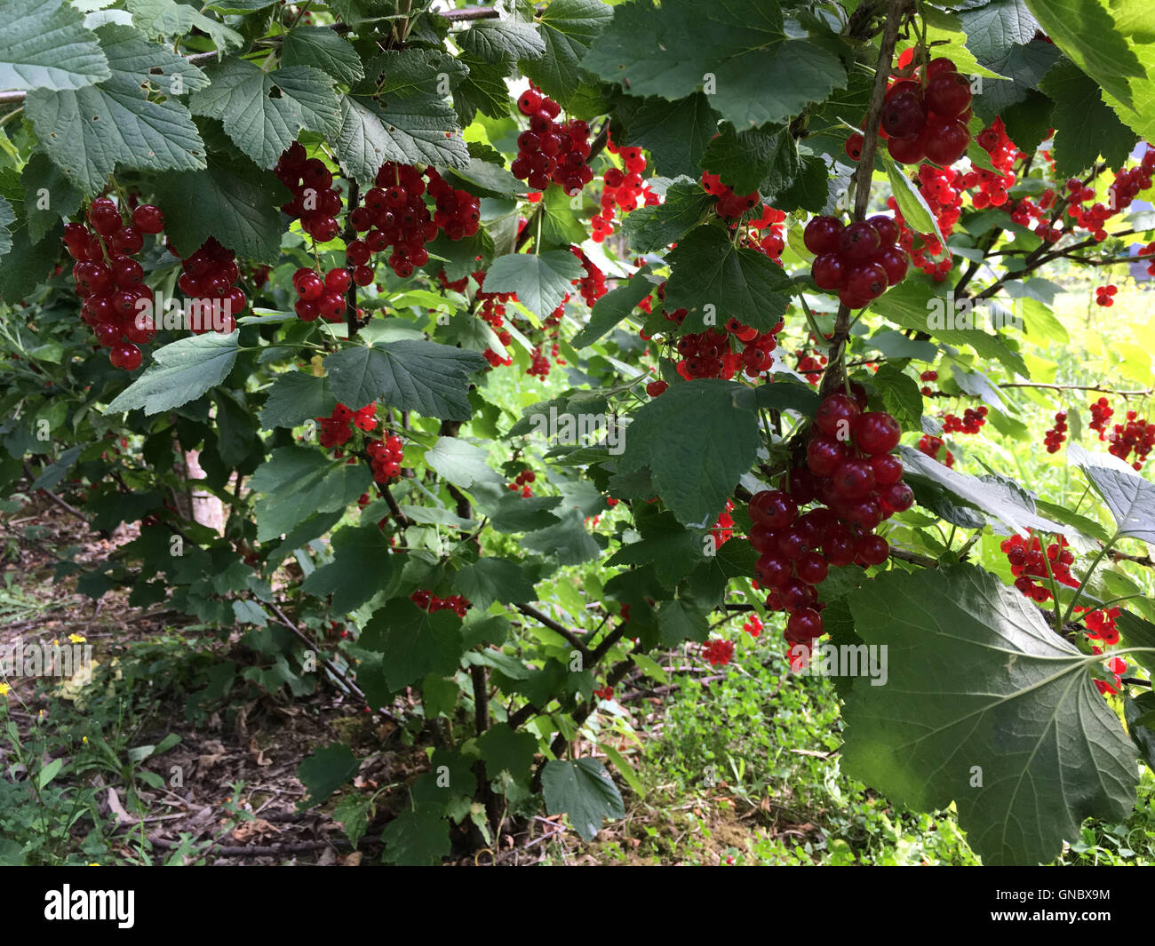 Garden fresh fruits hi-res stock photography and images - Alamy