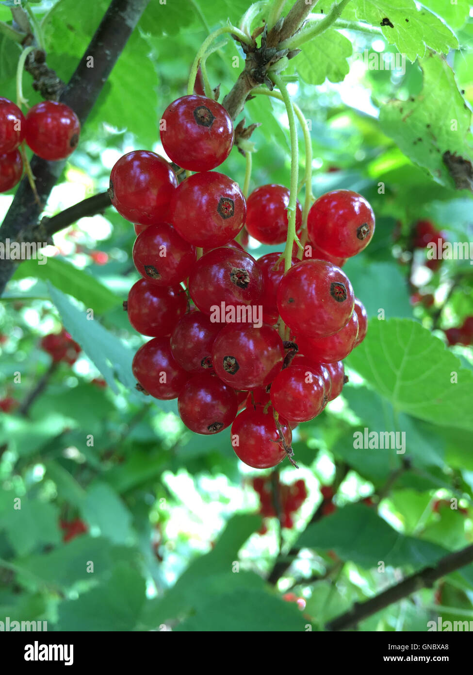 Fresh Red Currants or redcurrant in a Garden Stock Photo - Alamy