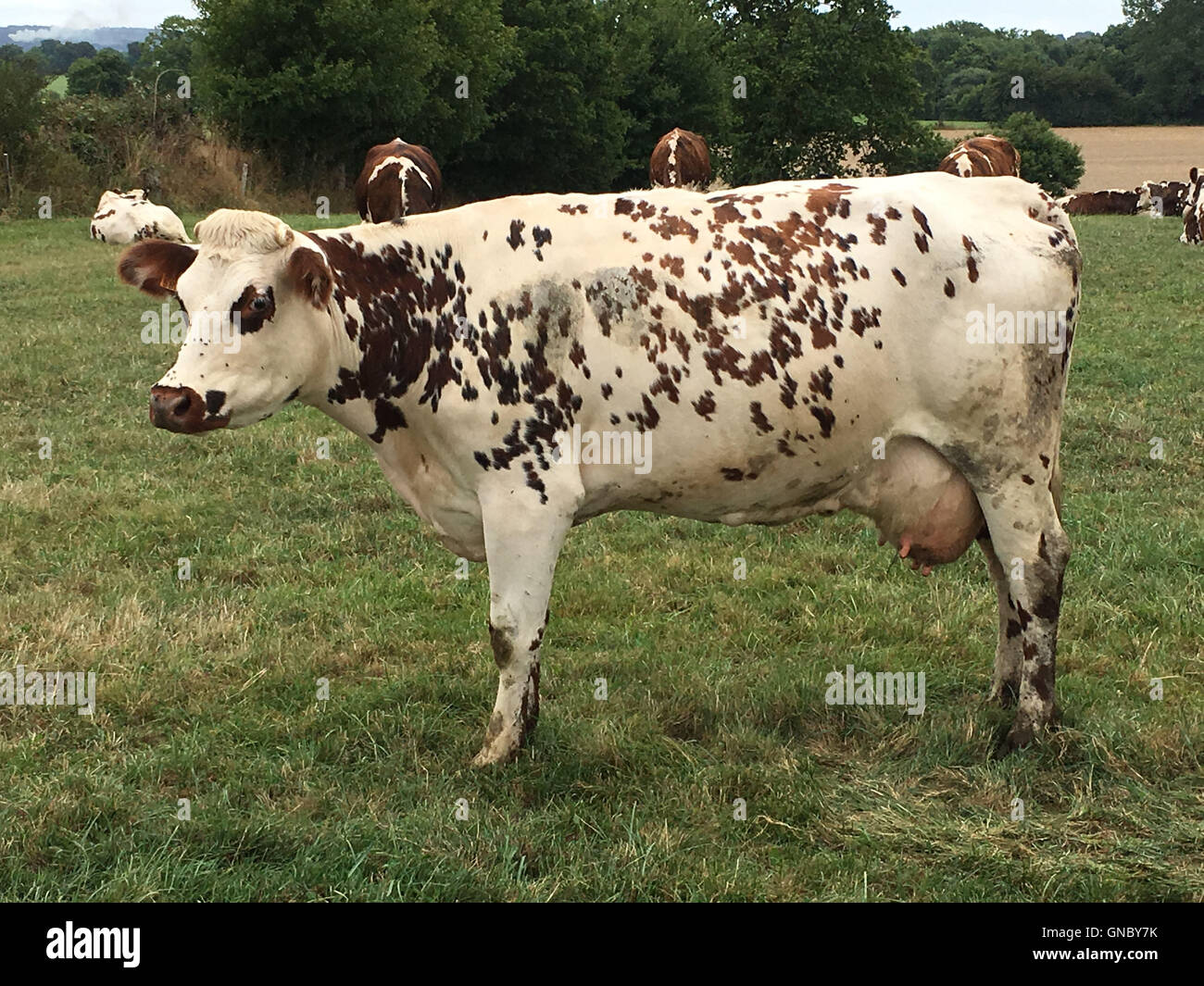 France milk hi-res stock photography and images - Alamy