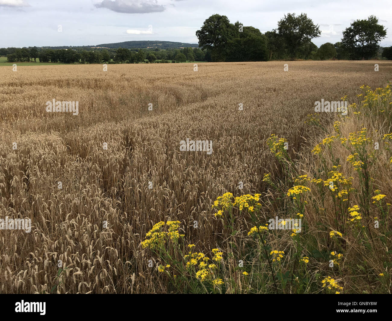 Wheat Field in Normandy, France Stock Photo - Alamy