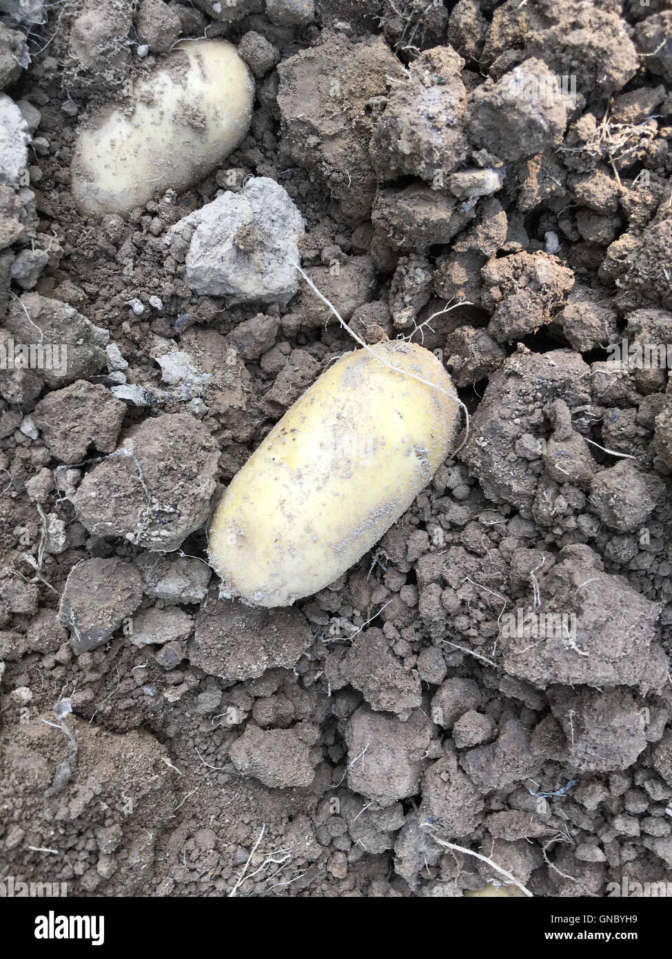 Harvesting potatoes farm hi-res stock photography and images - Alamy