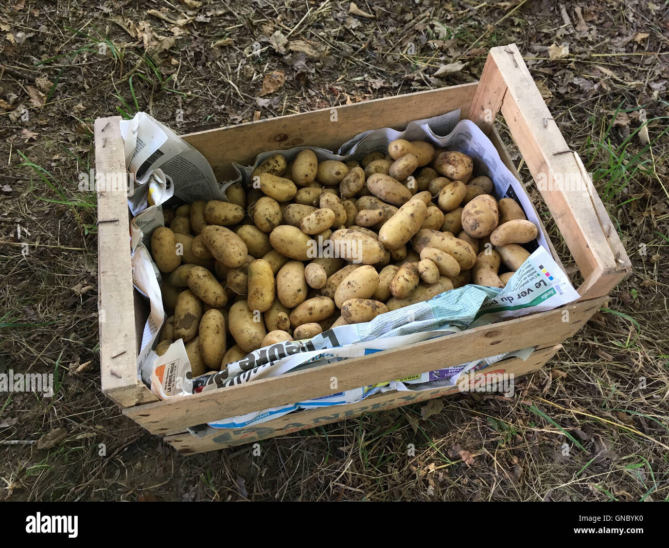 Fresh Potatoes from the Garden Stock Photo - Alamy