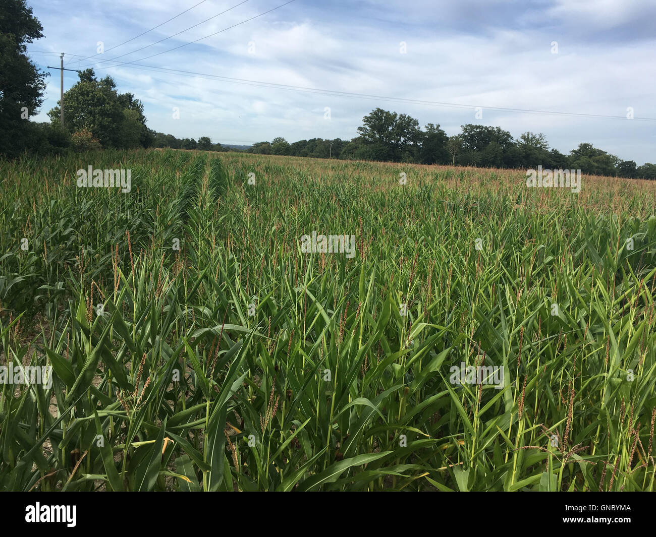 Corn Field in Normandy, France Stock Photo - Alamy