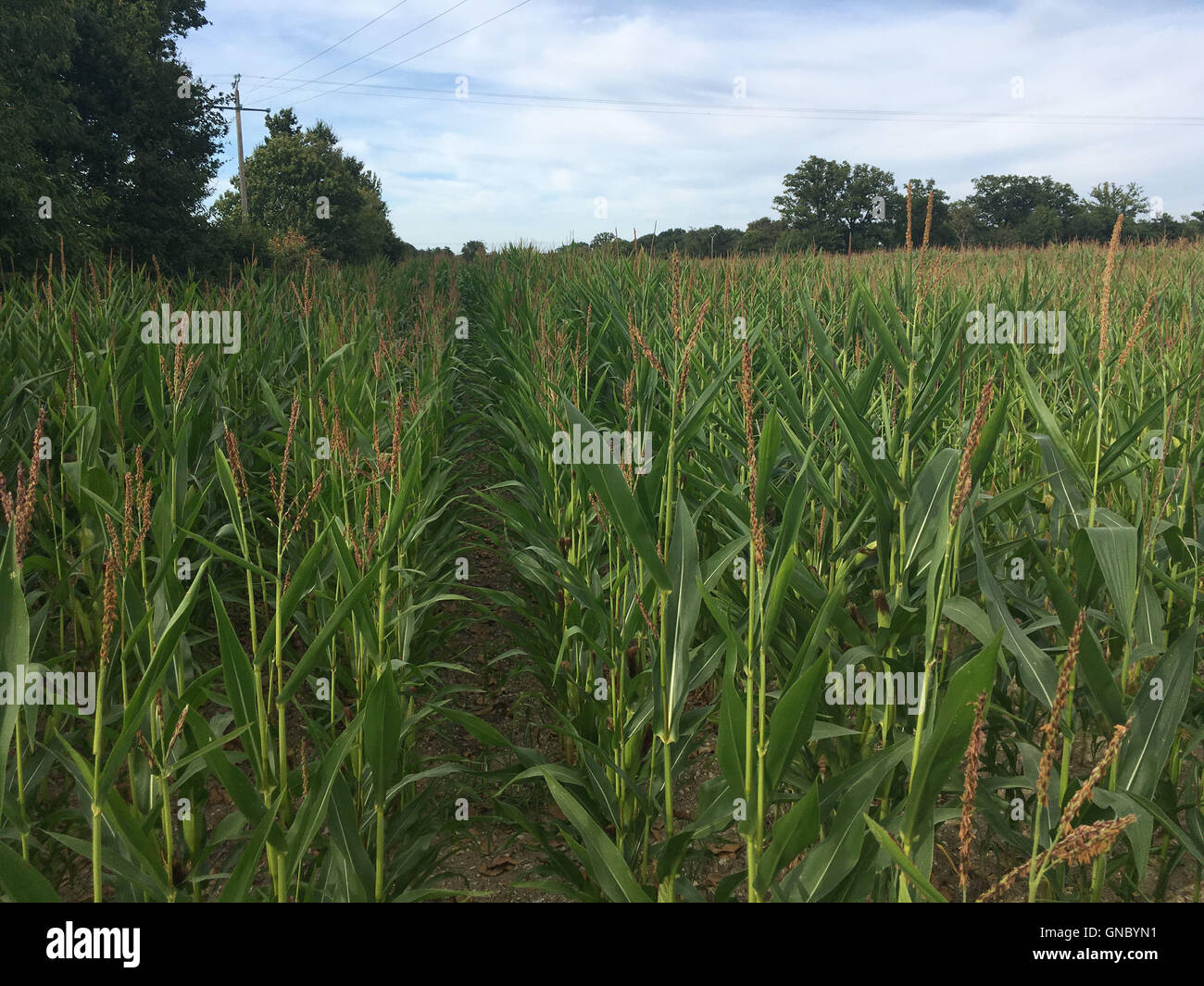 Normandy fruit agriculture farm hi-res stock photography and images - Alamy