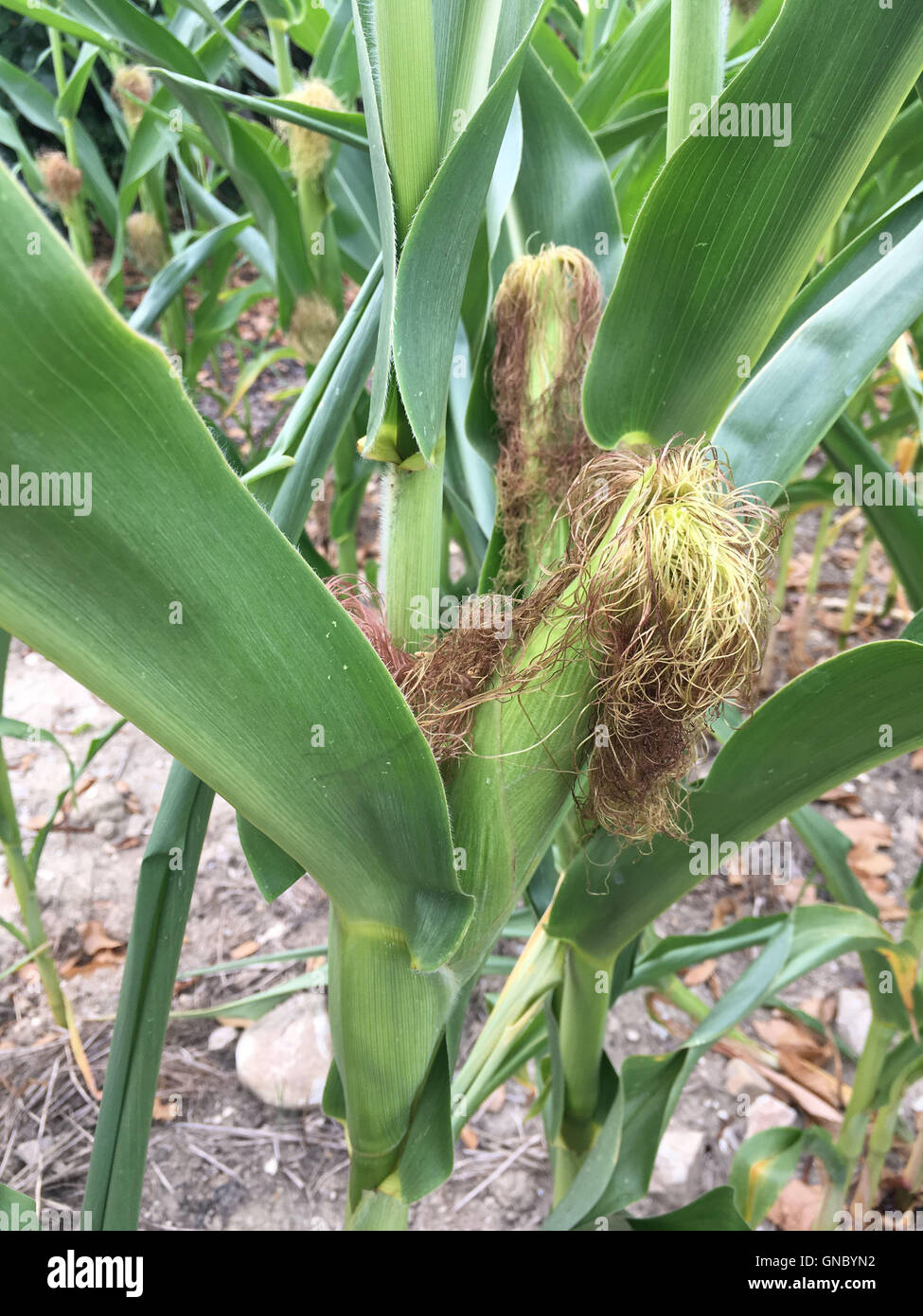Corn Field in Normandy, France Stock Photo - Alamy