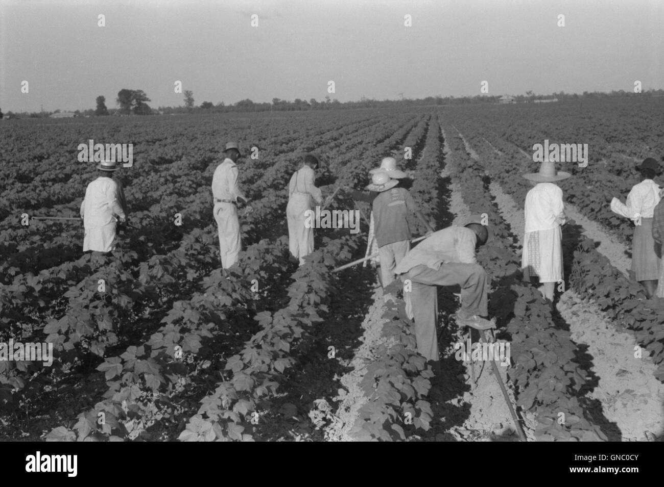 Hopson plantation hi-res stock photography and images - Alamy