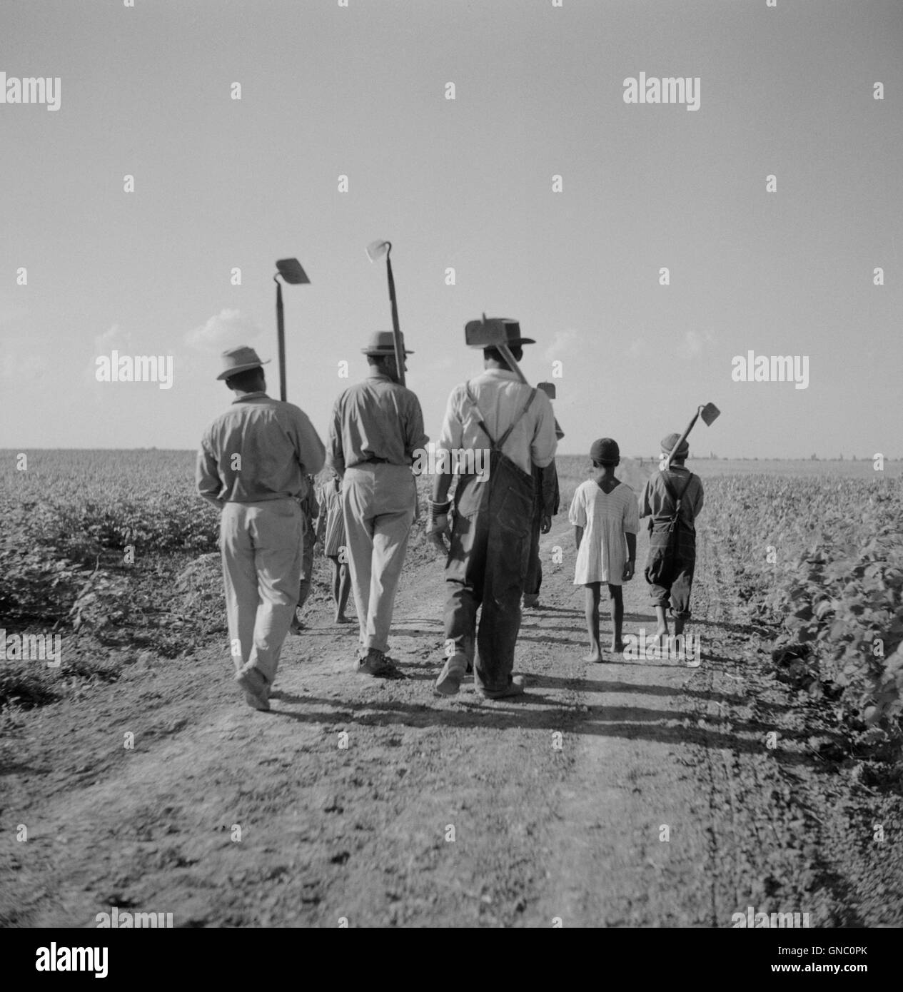 Day Laborers, including Children, Walking with Hoes to Cotton Field on ...