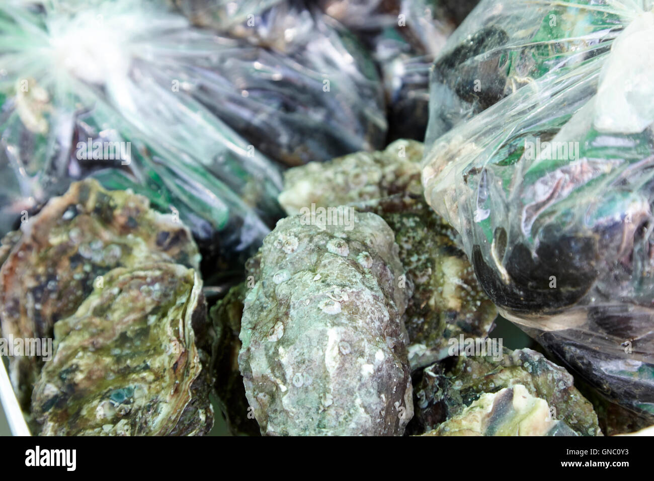 northern ireland irish sea oysters Stock Photo - Alamy
