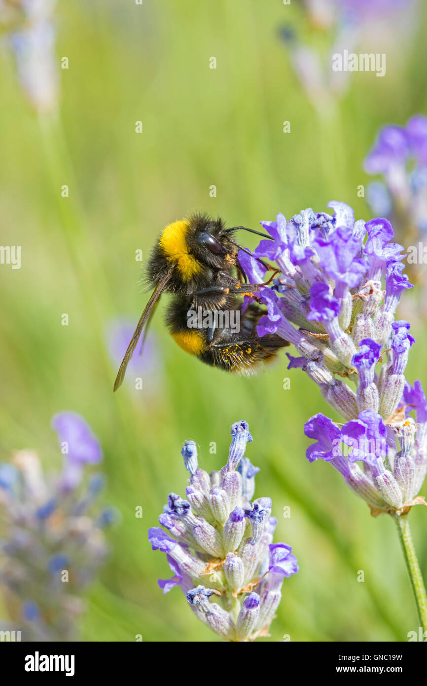 Garden Bumblebee "Bombus hortorum" on a Lavender plant, England, UK ...