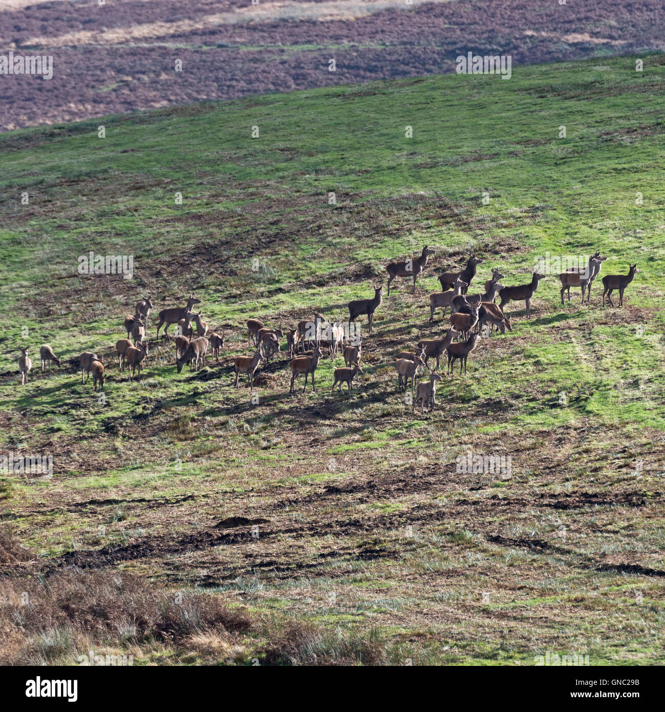 A herd of Exmoor red deer at Aldermans Barrow Allotment in Somersets ...
