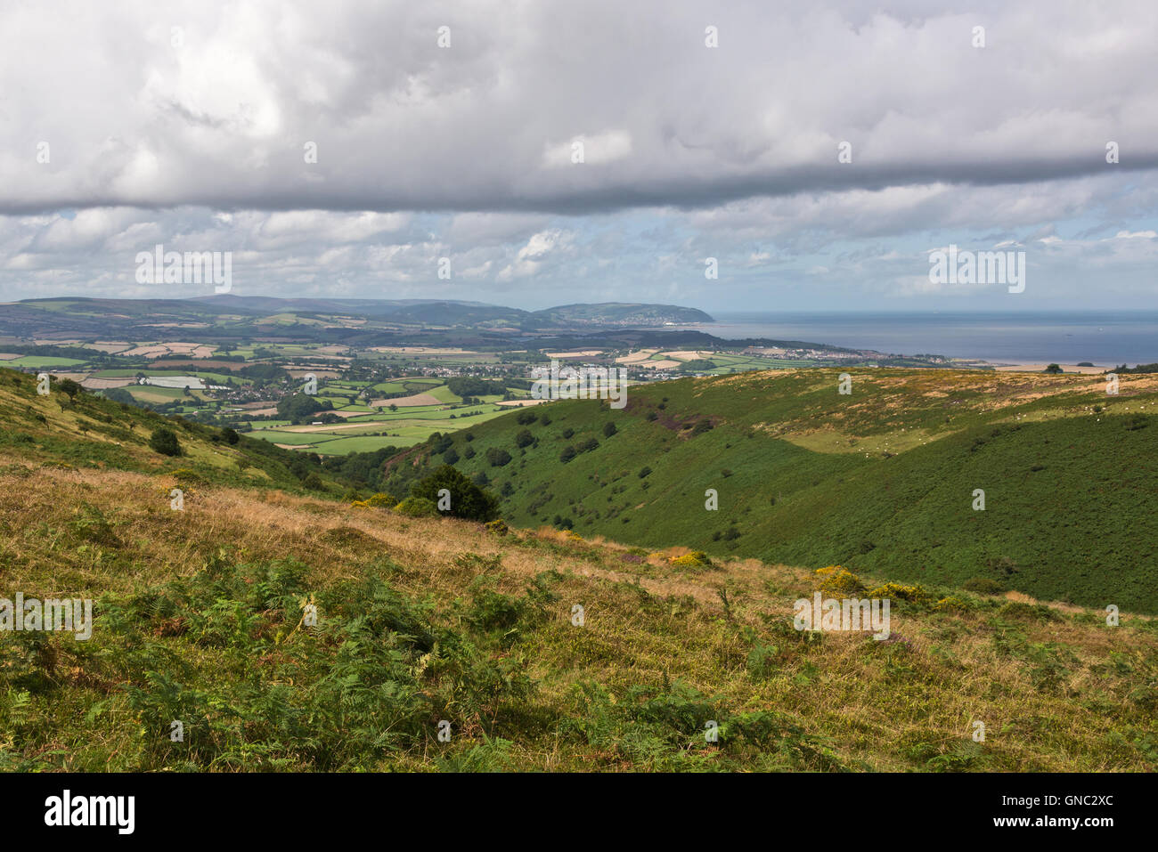 A summertime view across the top of Weacombe Hill on the Quantocks in ...