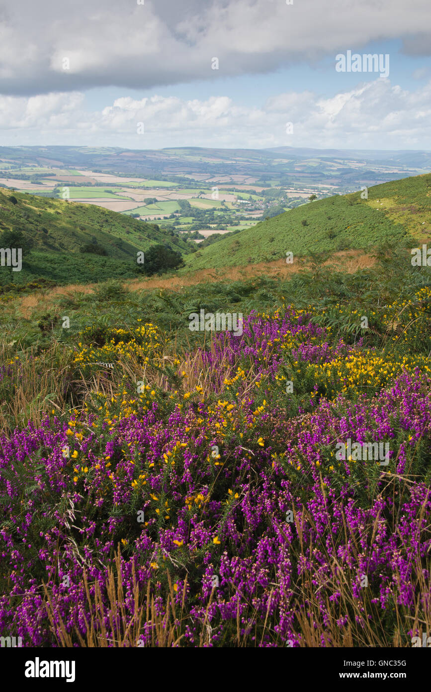 A summertime view from the top of Weacombe Combe on the Quantocks in ...