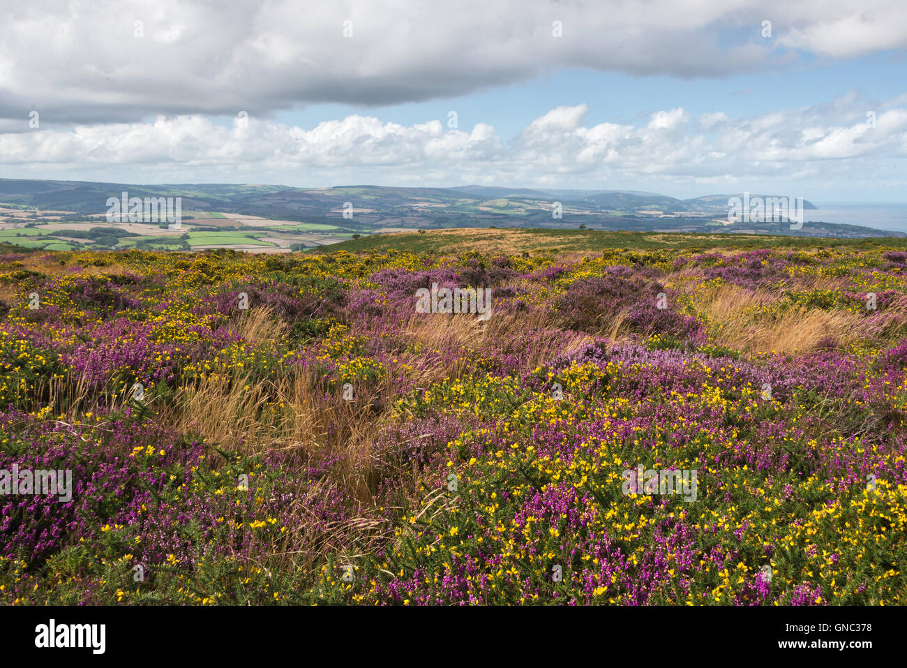A summertime view across the top of Weacombe Hill on the Quantocks in ...