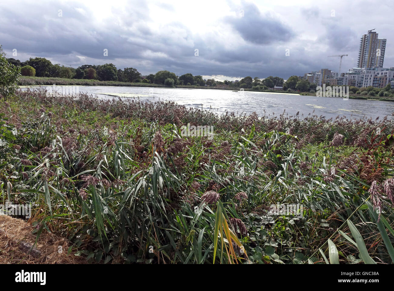 Woodberry Wetlands nature reserve, North London Stock Photo - Alamy