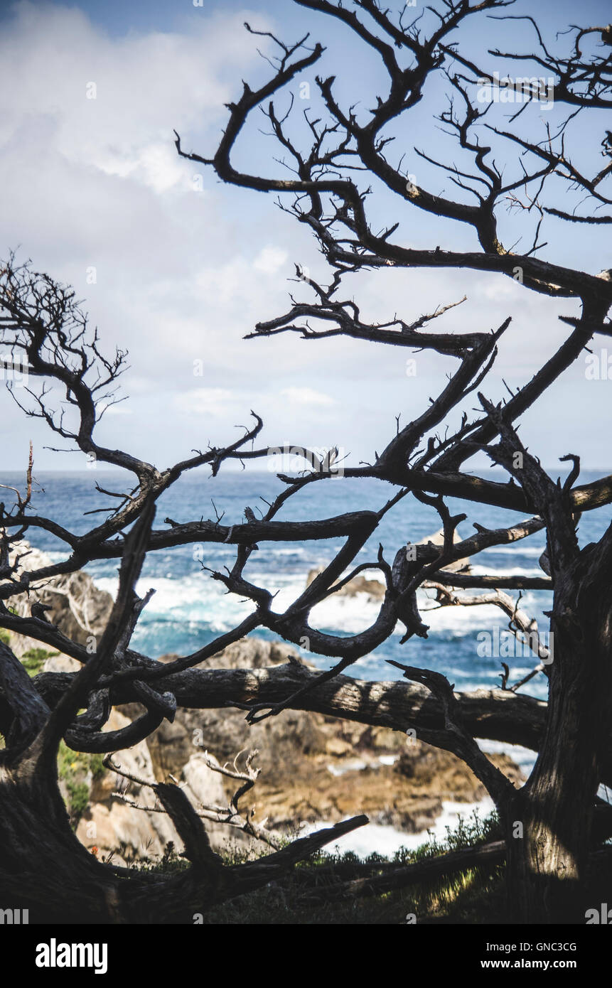 Twisted tree branches hi-res stock photography and images - Alamy