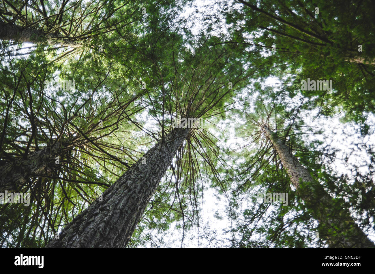 Tree Tops and Branches, Redwood National and State Park, California ...