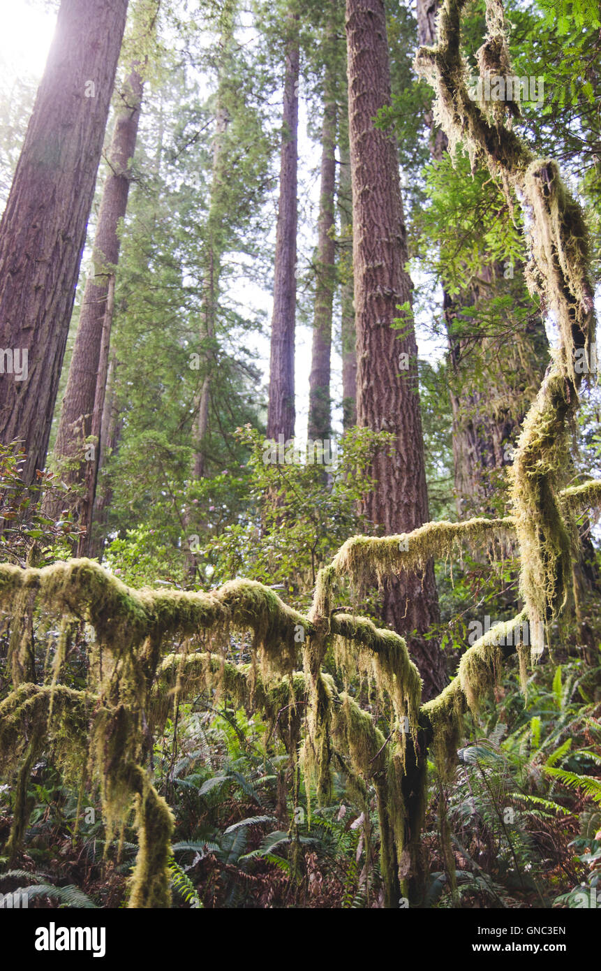 Redwood Trees and Mossy Vines, Redwood National and State Park ...