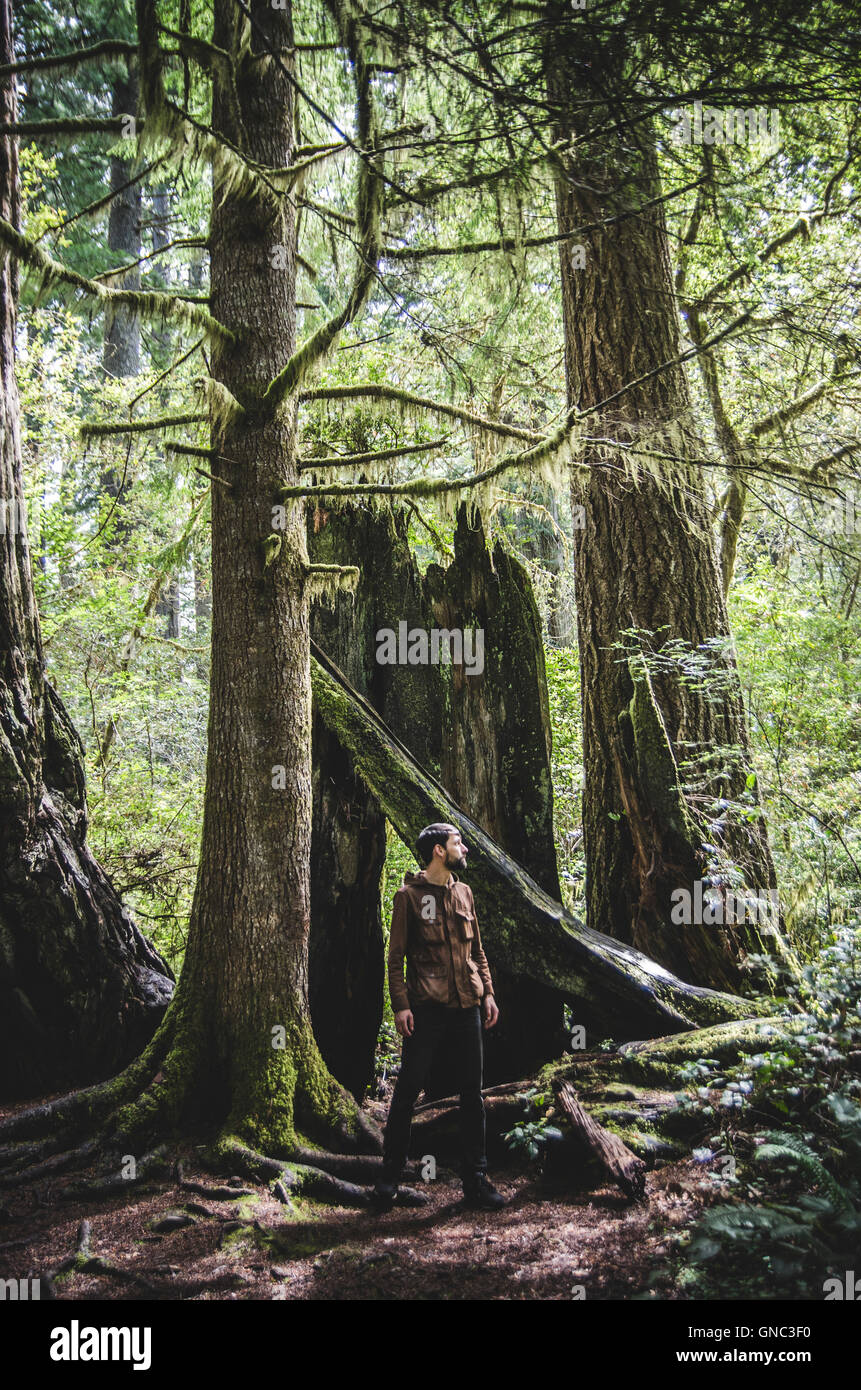 Redwood forest person hi-res stock photography and images - Alamy