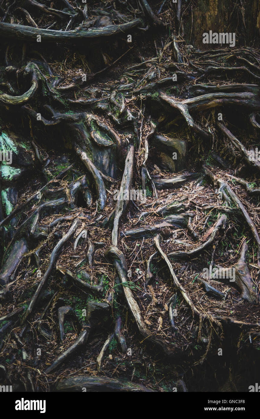 Redwood roots hi-res stock photography and images - Alamy