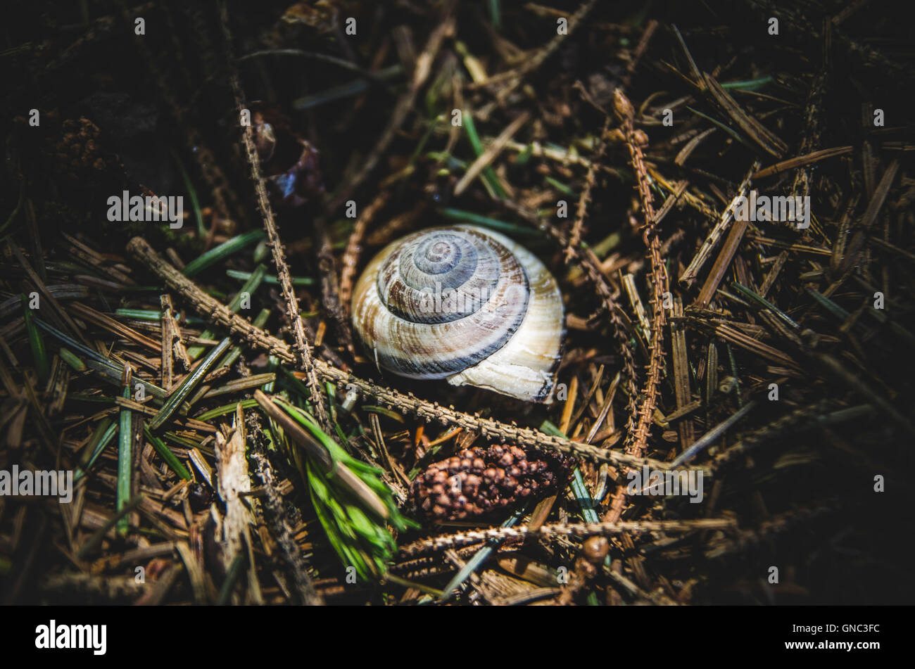 Snail Shell Among Twigs Stock Photo - Alamy