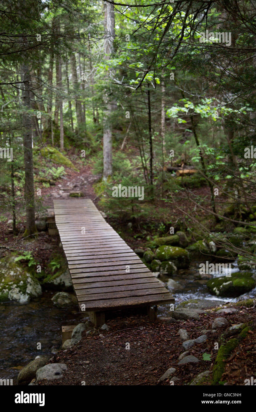 Wood Footbridge Along Forest Path Stock Photo - Alamy