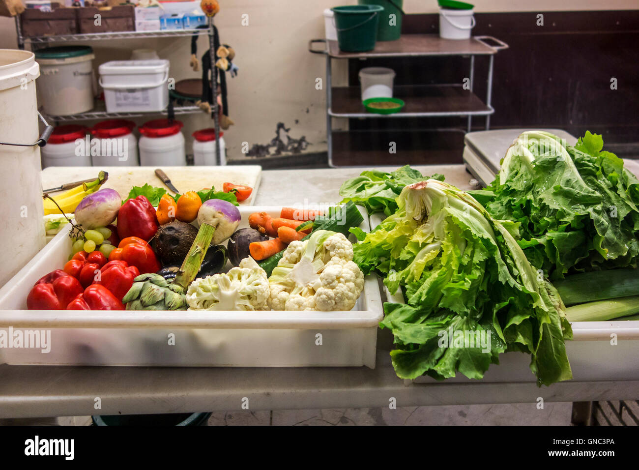 Zoo kitchen garden hi-res stock photography and images - Alamy
