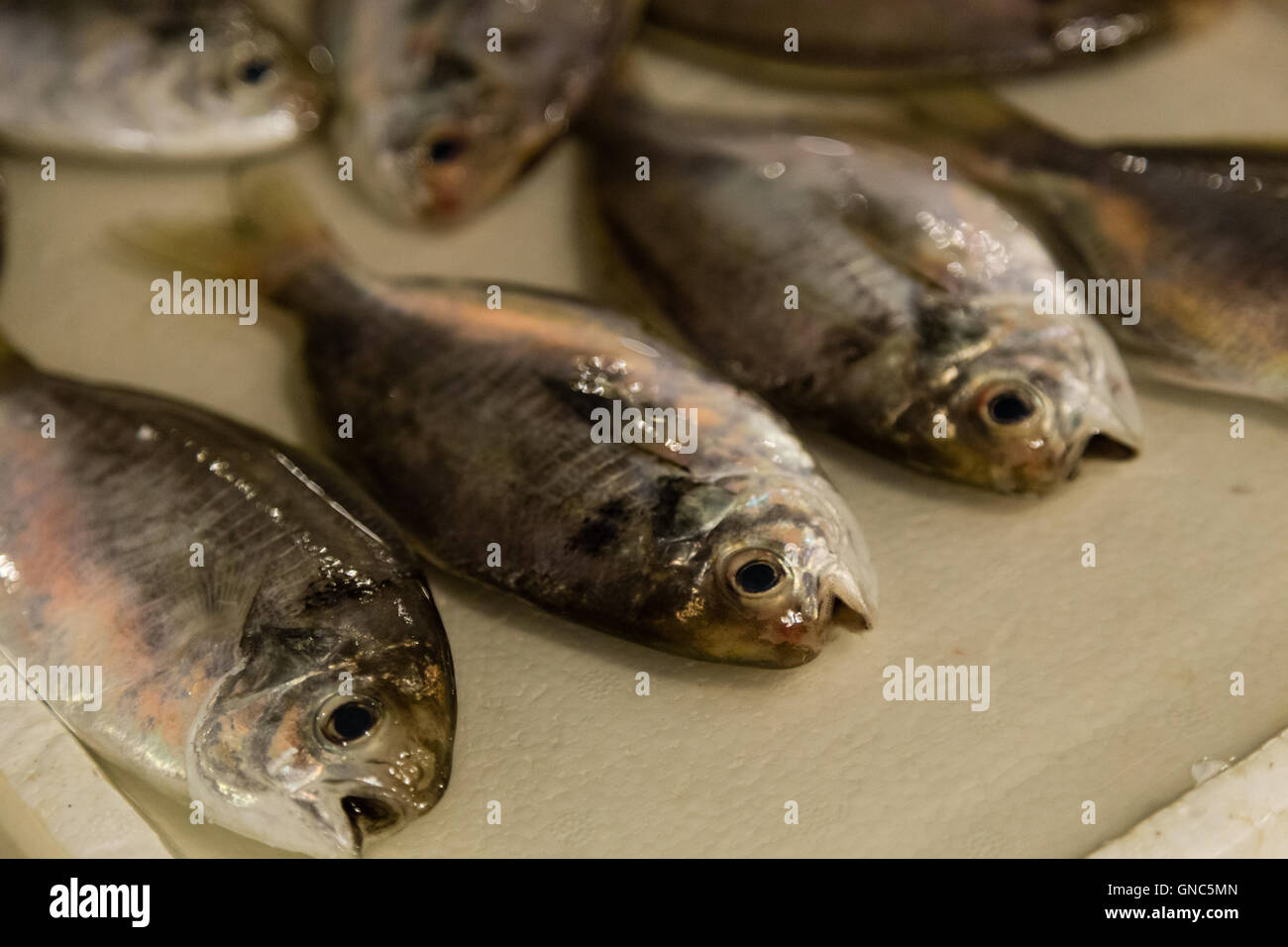 Fish at fish market in Taipei Stock Photo - Alamy