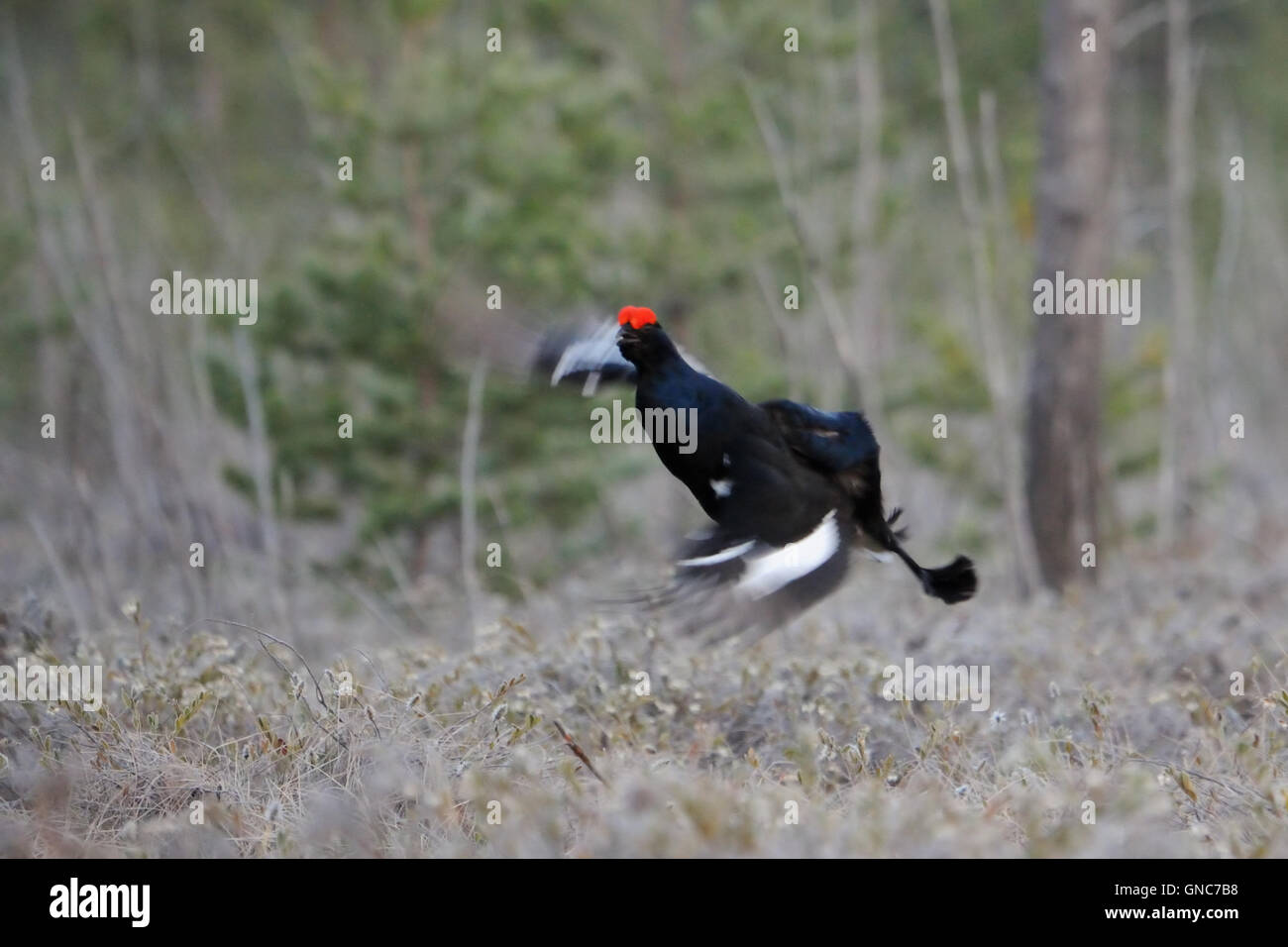 Jumping male Black Grouse (Tetrao tetrix) at swamp courting place ...