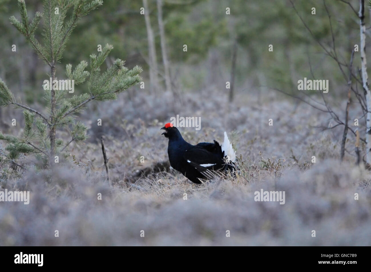Male Black Grouse (Tetrao tetrix) at swamp courting place early in the ...
