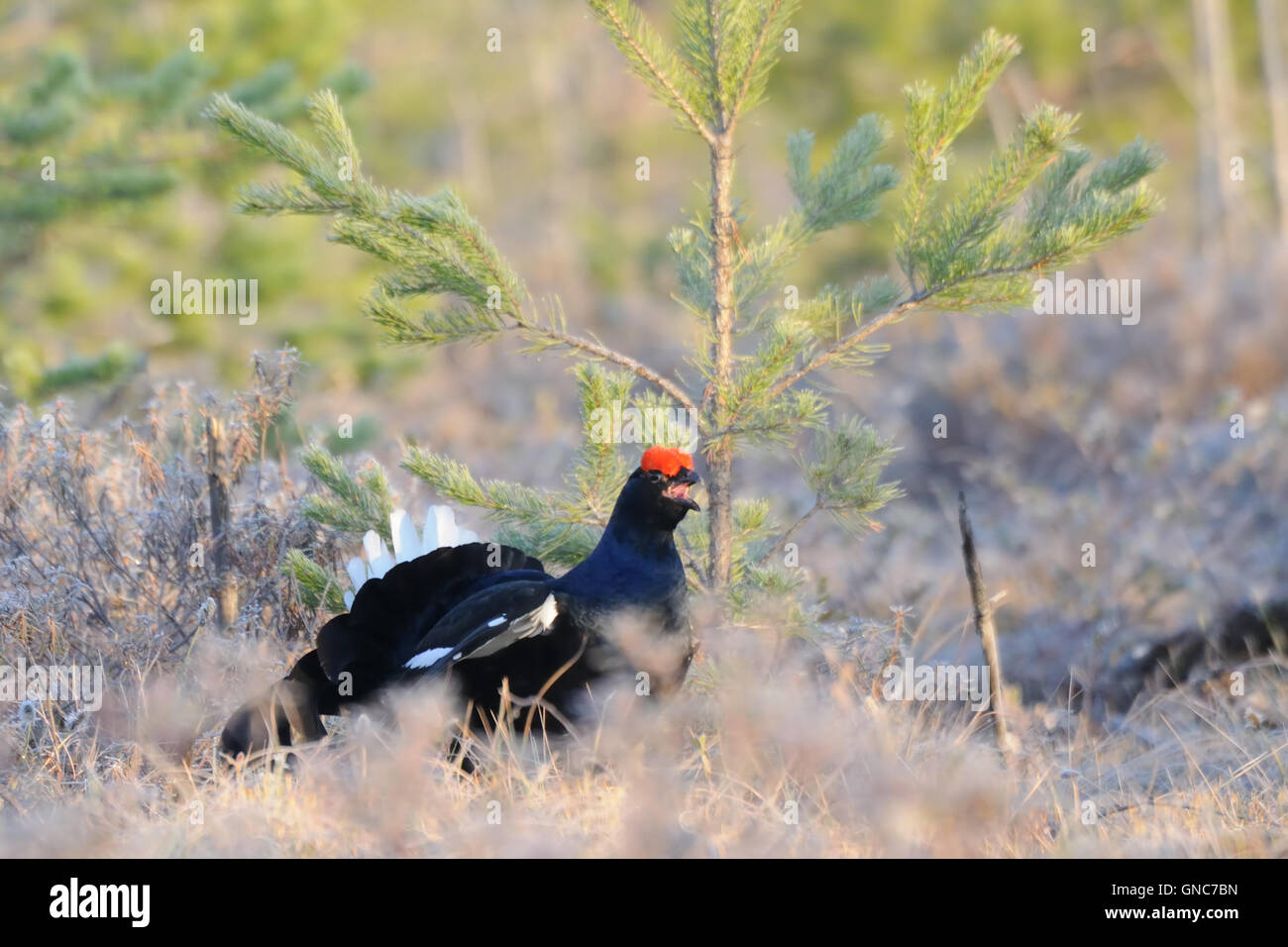 Male Black Grouse (Tetrao tetrix) at swamp courting place early in the ...