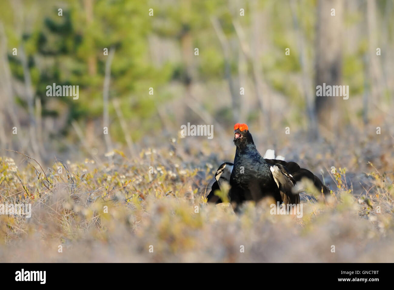 Male Black Grouse (Tetrao tetrix) at swamp courting place early in the ...