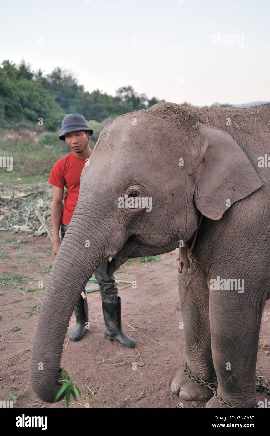 Mahout with elephant hi-res stock photography and images - Alamy