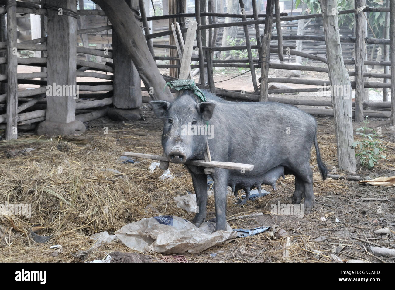 Akha Village, Female Pig Sow Stock Photo - Alamy